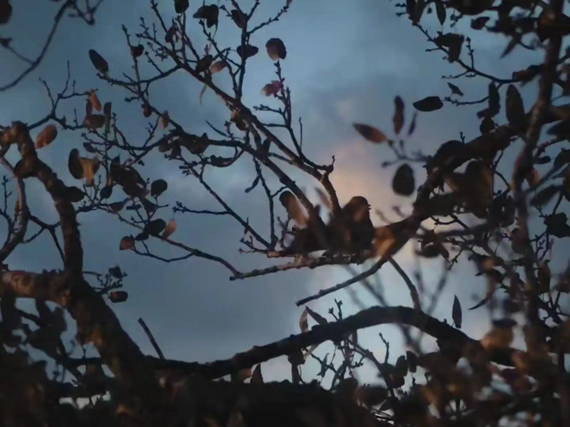 中字 .甜品日记 EP4_哔哩哔哩_bilibili