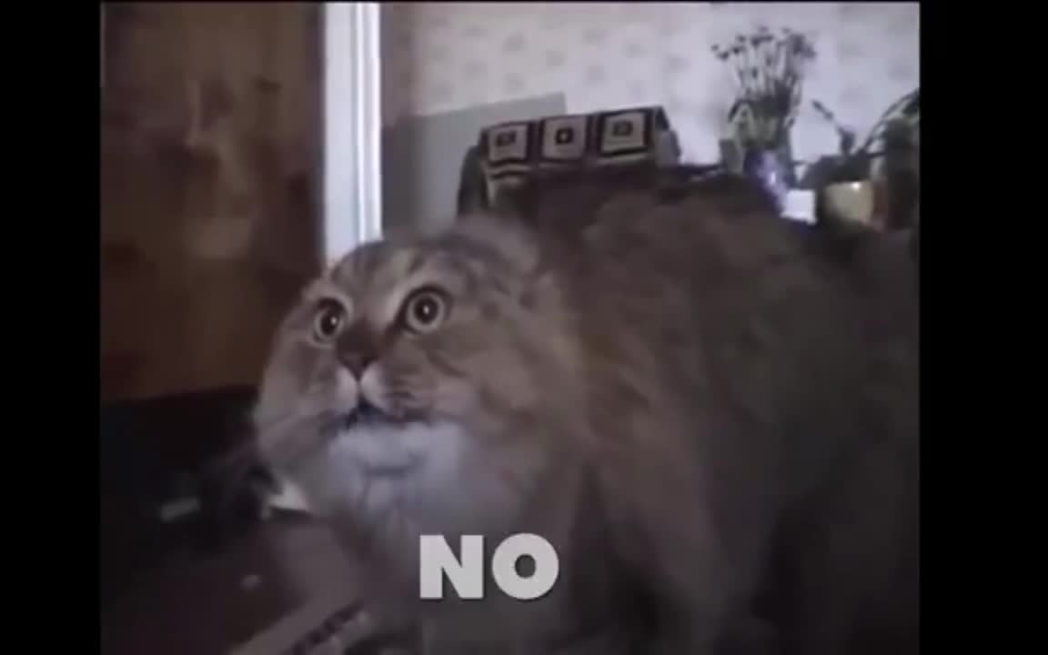 nonono(cat remix)_哔哩哔哩_bilibili