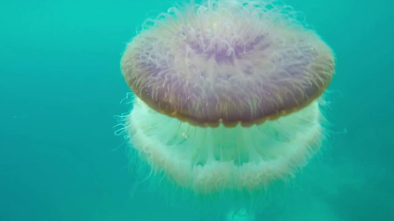 海中轻摇的毛球：叶腕水母（Lobonema smithii）_哔哩哔哩_bilibili