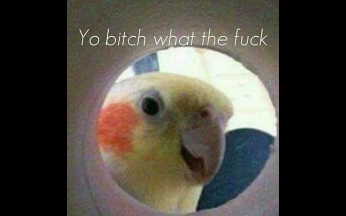 parrot_哔哩哔哩_bilibili