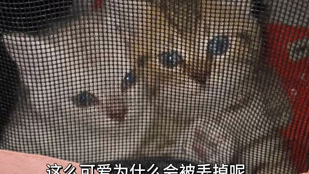 这么可爱的猫都有人丢？？-Caesar-Cat-Caesar-Cat-哔哩哔哩视频