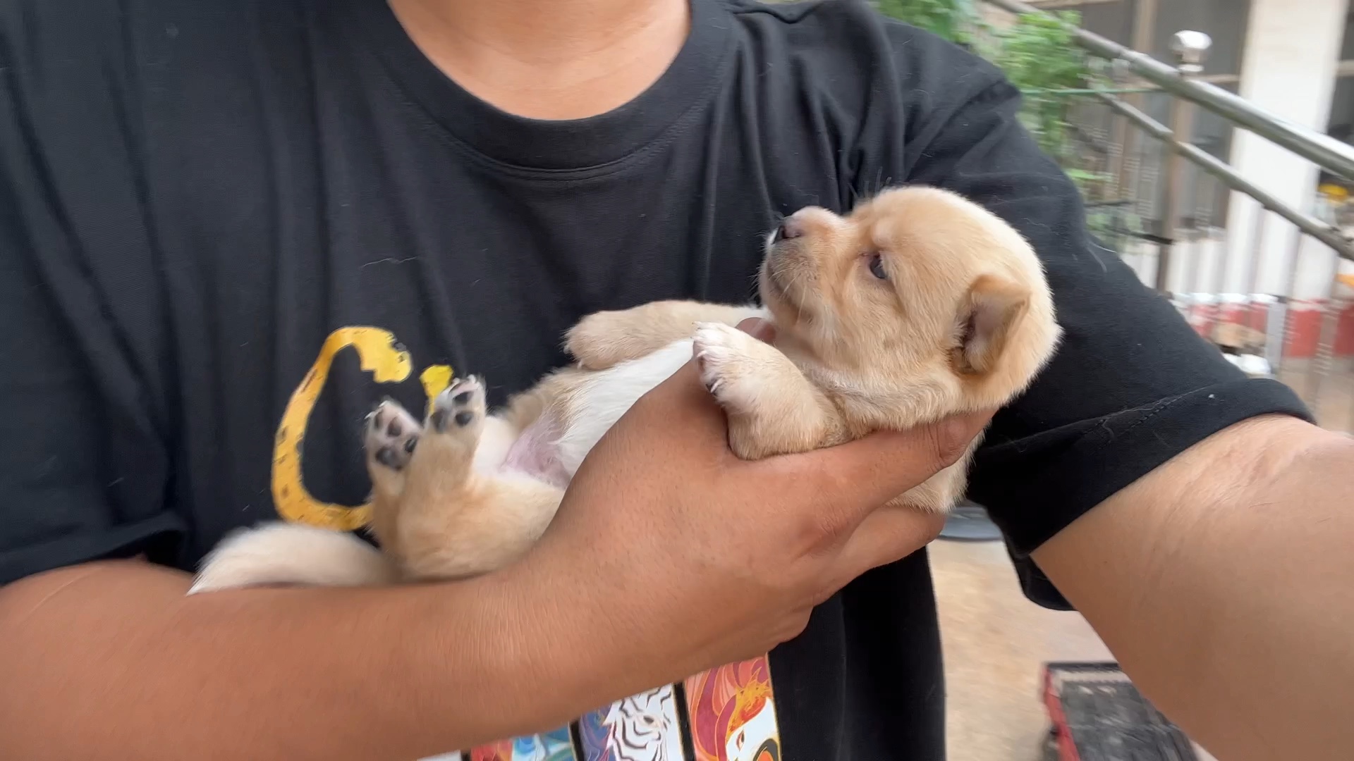 这一窝里最好看的小狗狗[tv_doge]太招人喜欢了_哔哩哔哩_bilibili