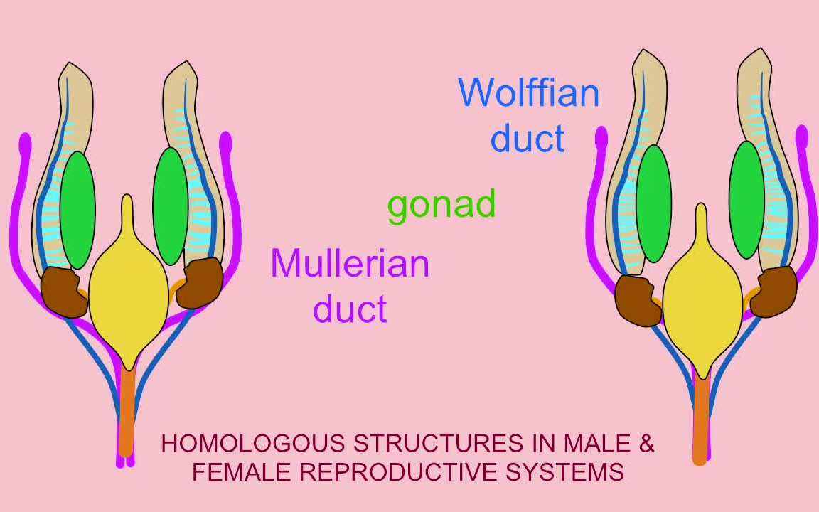 男女两性性器官的发育-胚胎性腺决定了内生殖器的发育和外生殖器的性表型 - 哔哩哔哩