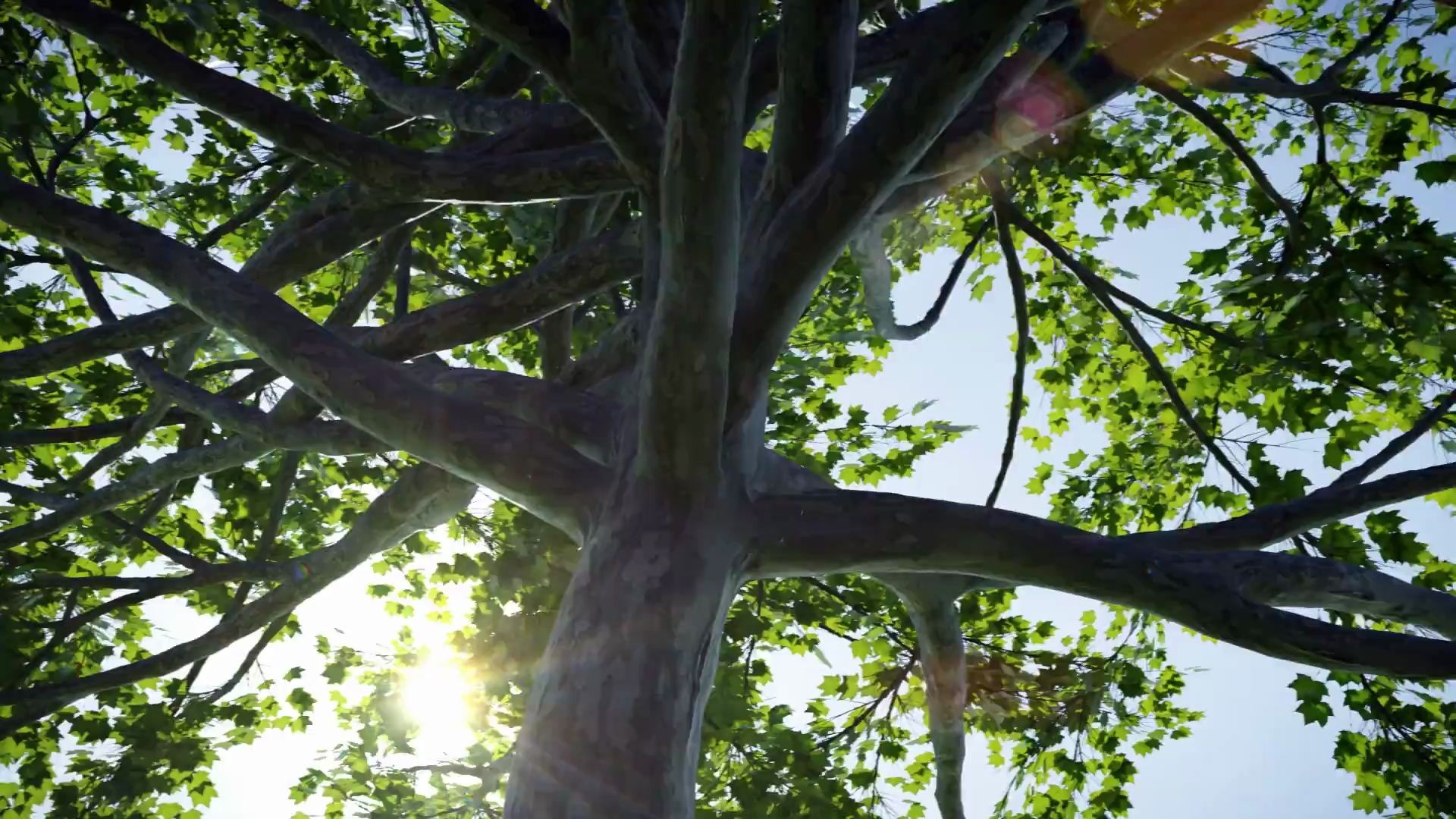 Blender插件-真实三维树木资产包BlenderMarket Realistic Tree_哔哩哔哩_bilibili