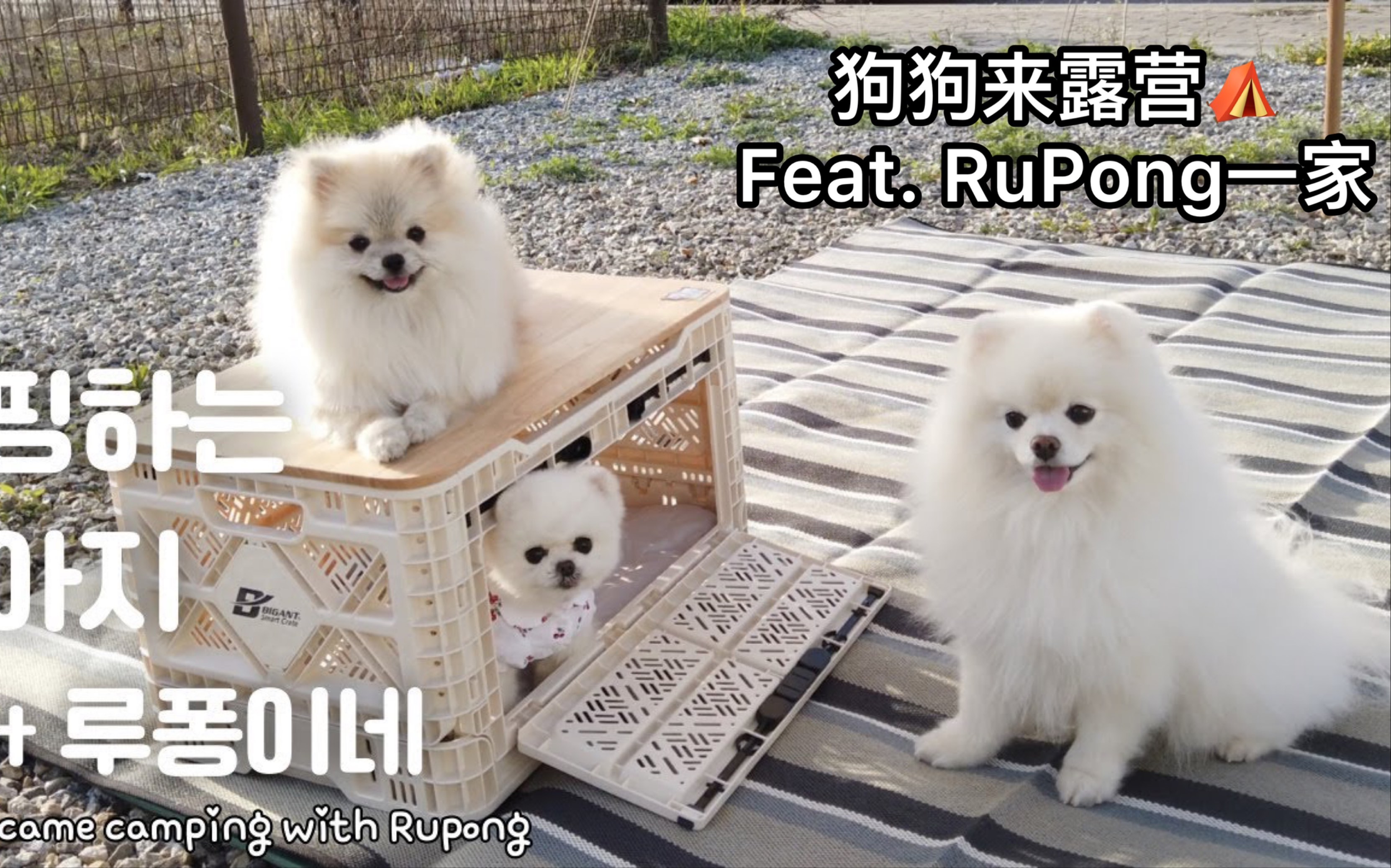 【中字】Nana Land｜狗狗Nana来露营啦！feat. RuPong一家_哔哩哔哩_bilibili