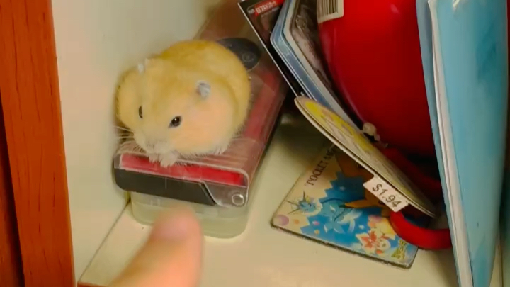 hoho、不选择逃跑反而是向我dio靠近吗_哔哩哔哩_bilibili