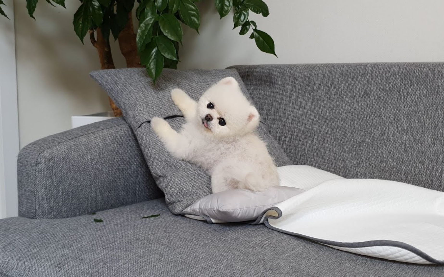 【中字】RuPong一家｜被主人训斥后，狗狗的可爱反应_哔哩哔哩_bilibili