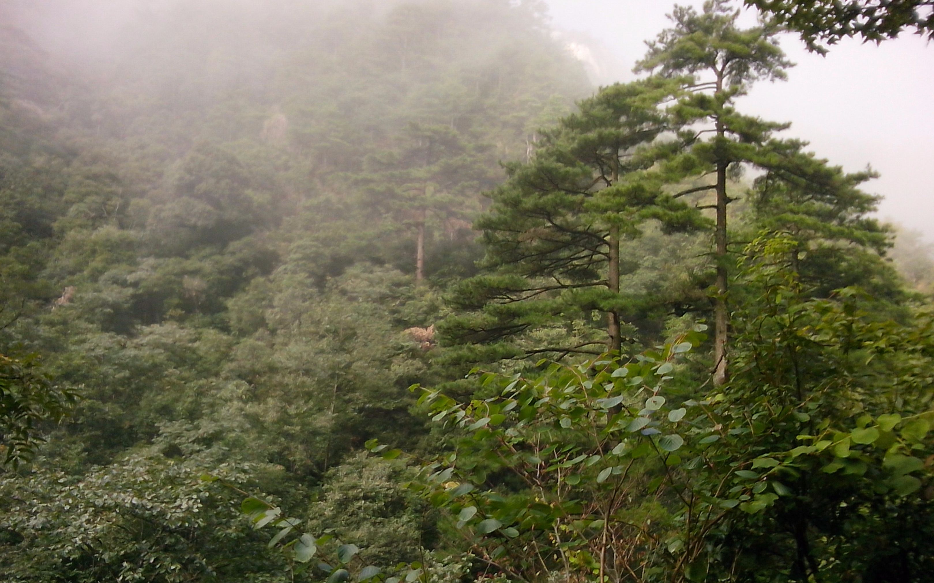 Speed tree 基础教程_哔哩哔哩_bilibili