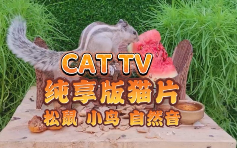 【CAT TV】1H纯享版猫咪解闷神器 解放铲屎官双手 养猫必备好物 逗猫视频游戏-小猫看电视啦-小猫看电视啦-哔哩哔哩视频