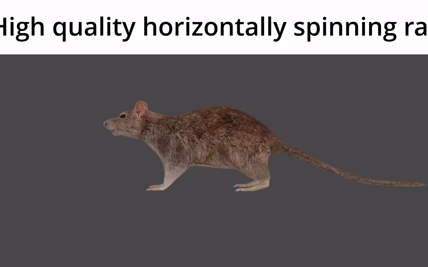 High quality horizontally spinning rat_哔哩哔哩_bilibili
