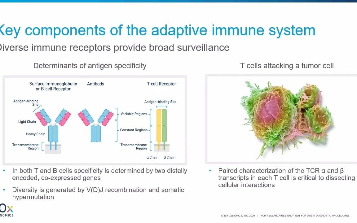 10x单细胞VDJ数据分析教程_哔哩哔哩_bilibili