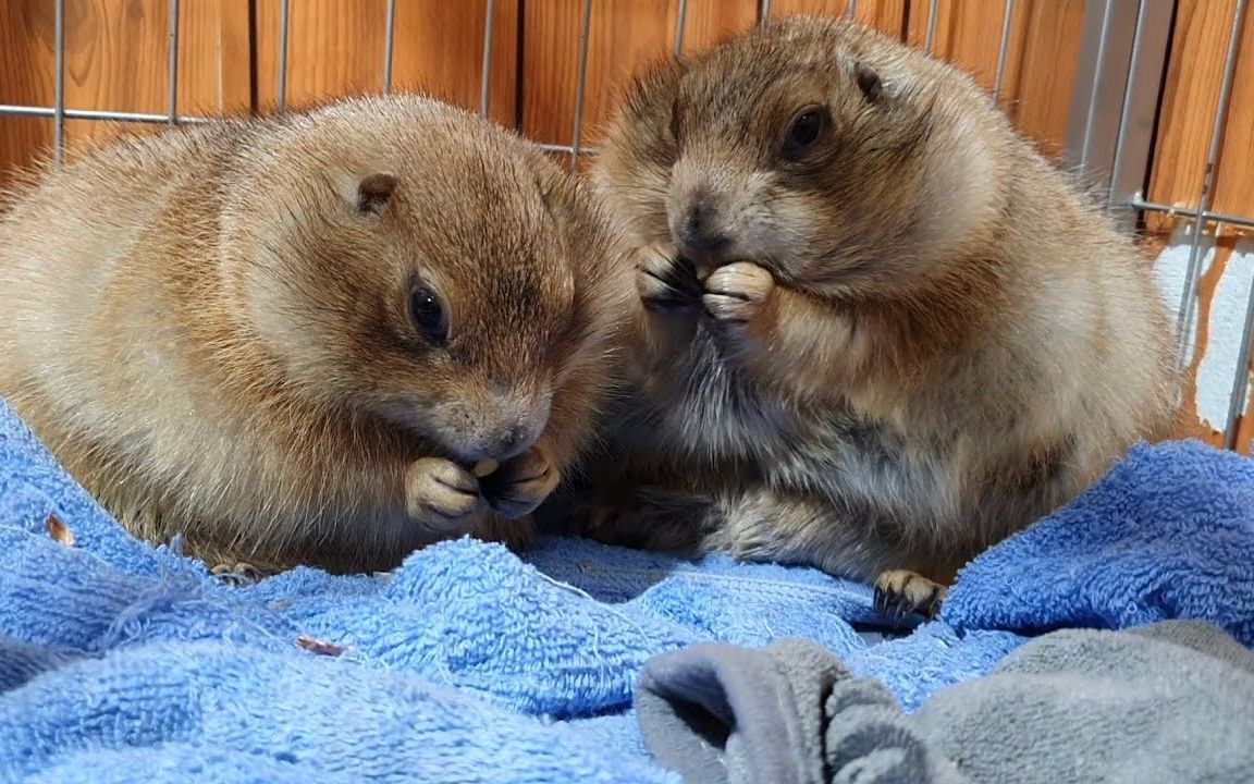 沉浸式看土拨鼠吃播-taoz大人-taoz大人-哔哩哔哩视频
