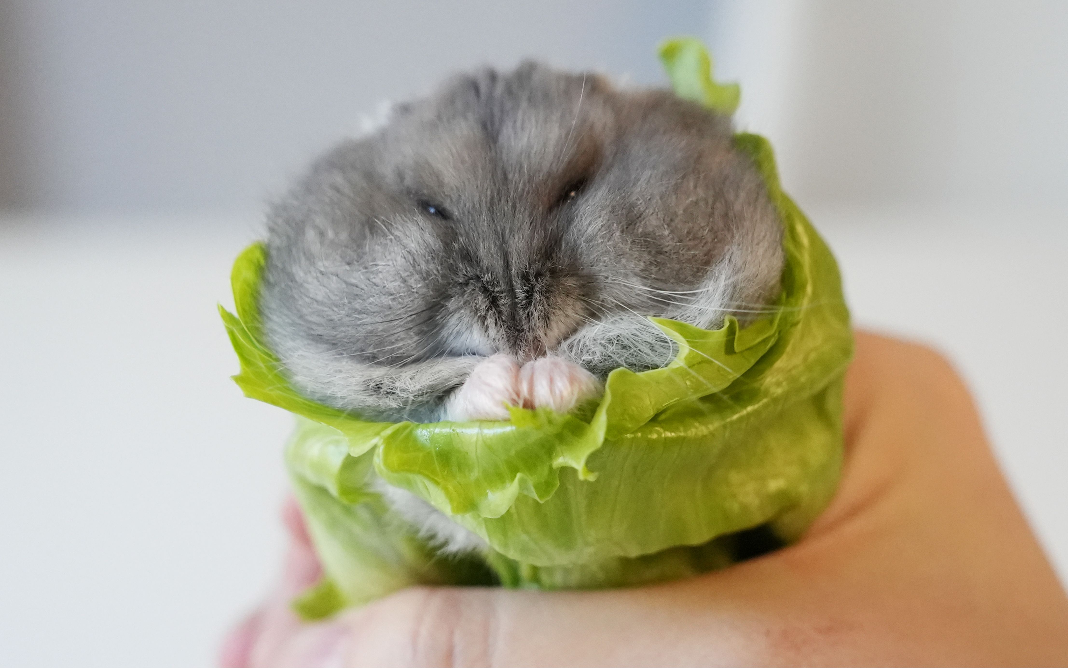 鼠鼠我啊，今天要自己卷自己-KumaQQ猫鼠日常-KumaQQ猫鼠日常-哔哩哔哩视频