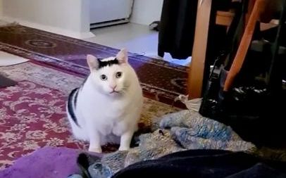 Benders original meow meme cat tiktok video. Kot бендер_哔哩哔哩_bilibili