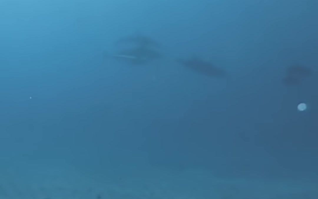 [Shanger Danger] 当章鱼打出了瑟瑟卡_哔哩哔哩_bilibili