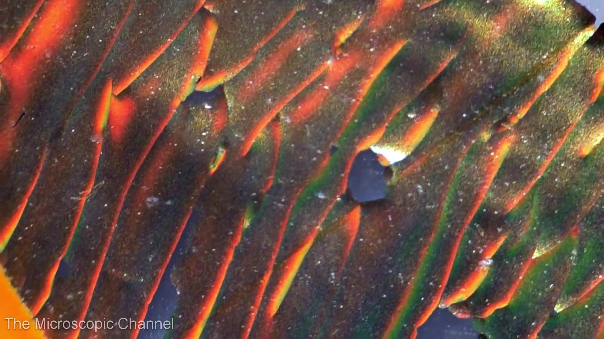 【英文字幕】显微镜下的CD光盘 [2000倍]_哔哩哔哩_bilibili