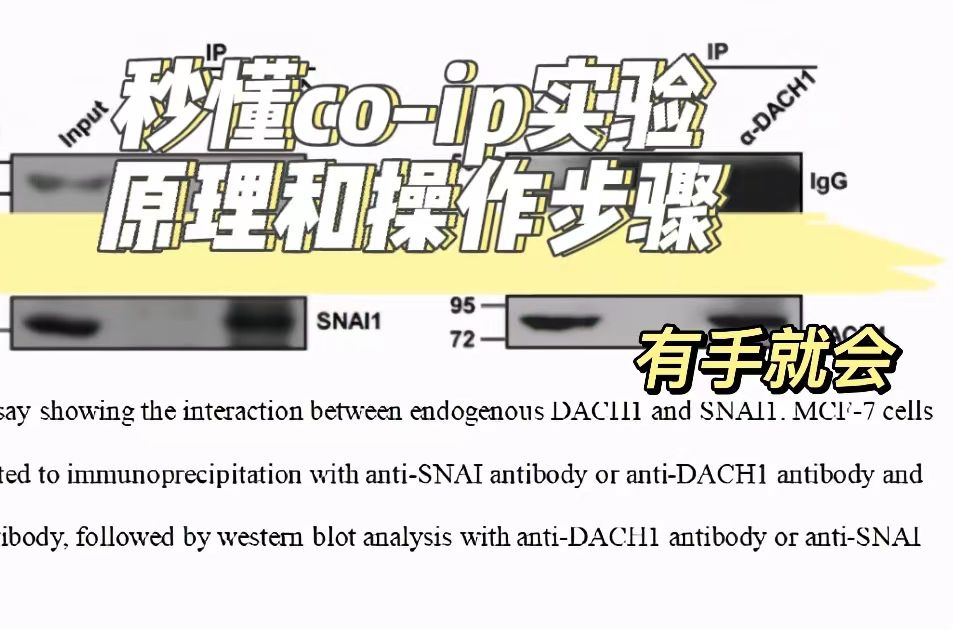 【手把手教你】秒懂Co-IP的原理和实验操作，有手就会-噗啦噗啦实验室-噗啦噗啦实验室-哔哩哔哩视频