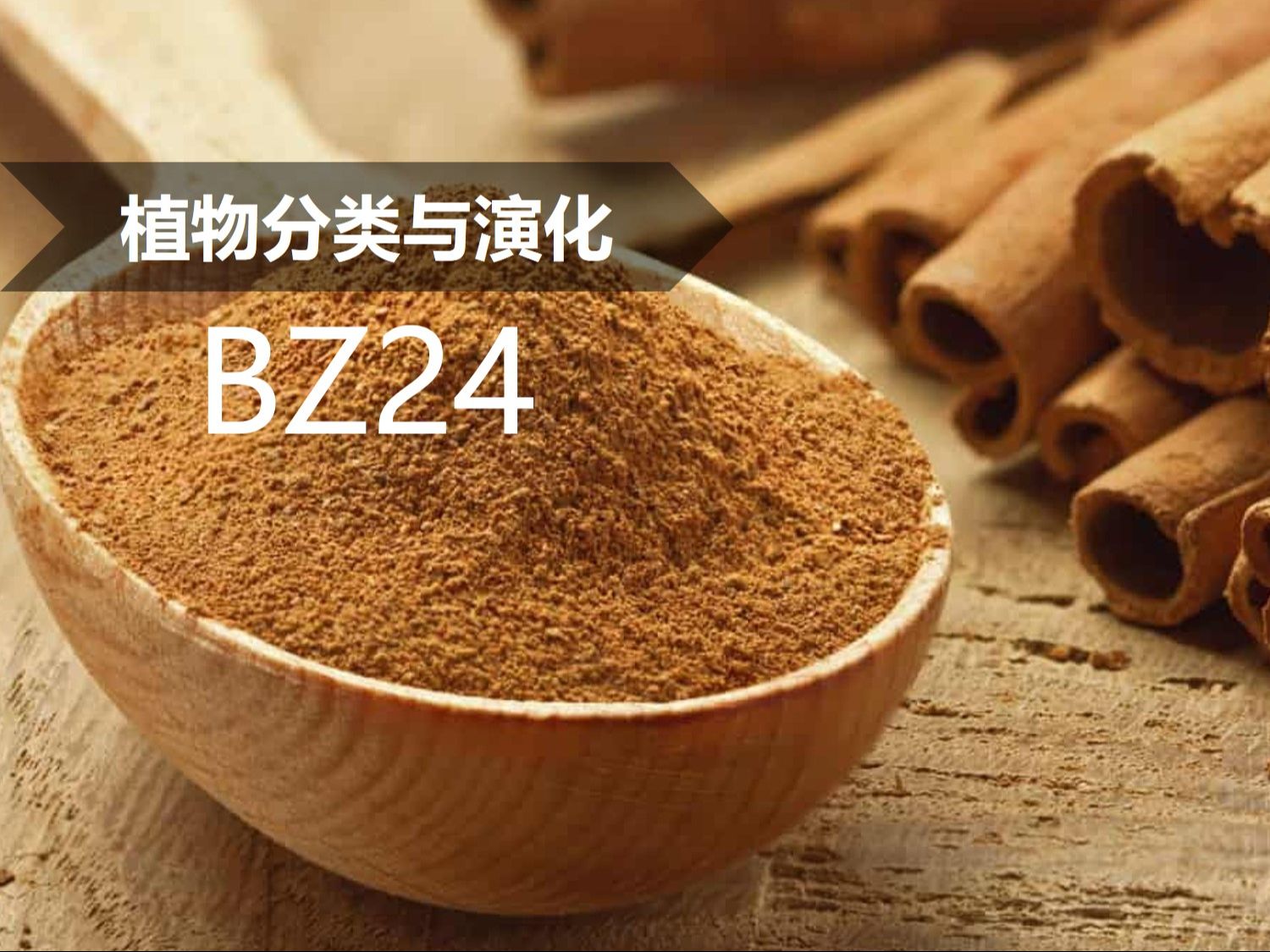 【植物分类与系统发育】BZ24 樟目 樟科 桂属-生命中国-生命中国-哔哩哔哩视频