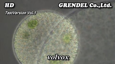 Volvox 40x Labeled