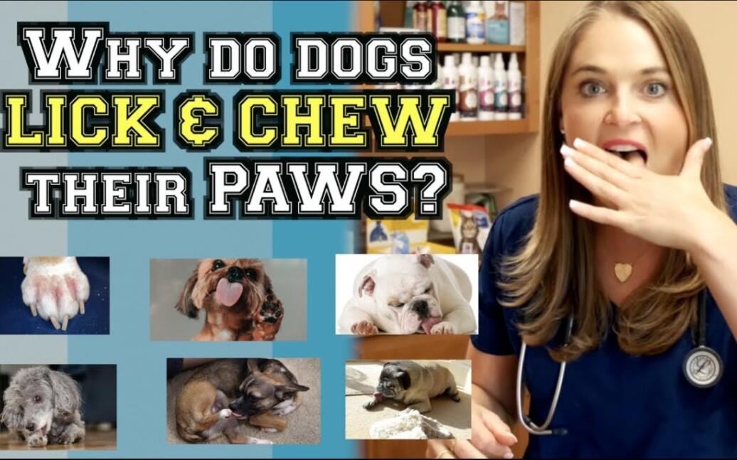 【为什么狗狗舔舐啃咬爪子】WHY DO DOGS LICK AND CHE... - 哔哩哔哩