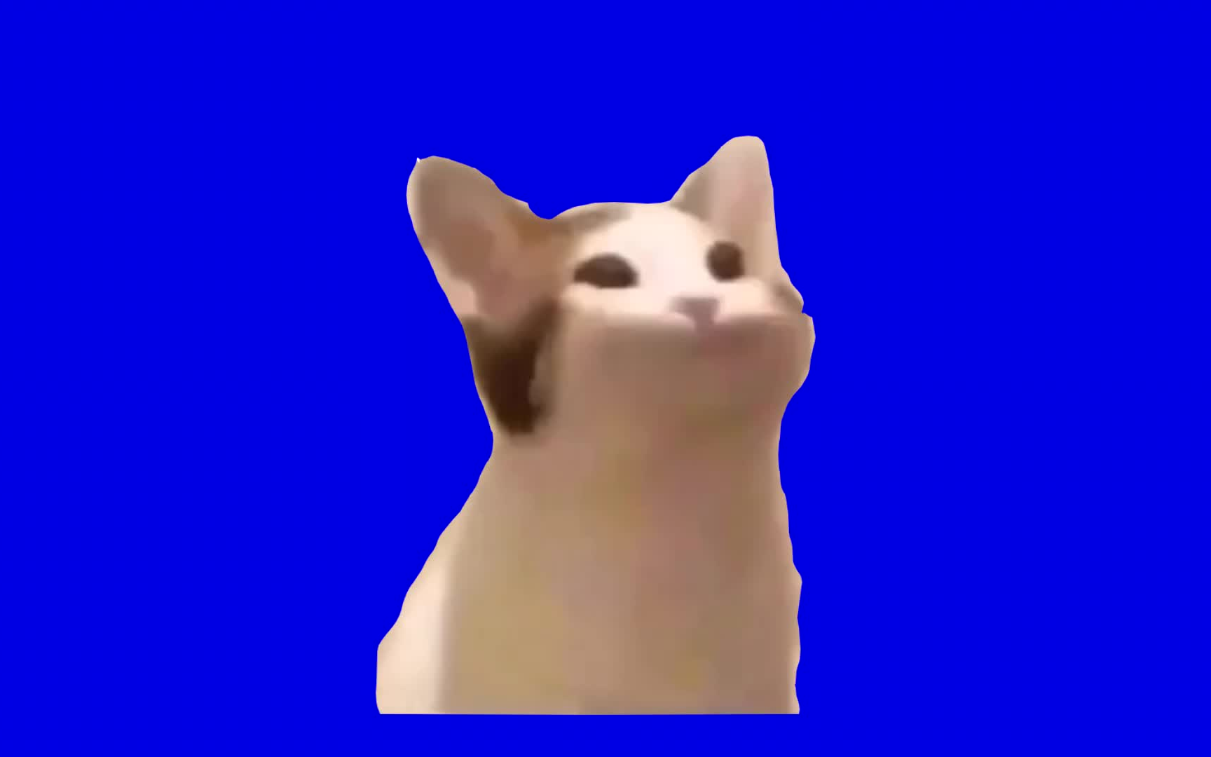 pop cat.bb（附迫真使用例）_哔哩哔哩 (゜-゜)つロ 干杯~-bilibili