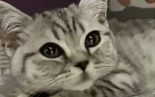 [GeorgeNotFound]gogy’s cat!人美猫也美_哔哩哔哩_bilibili