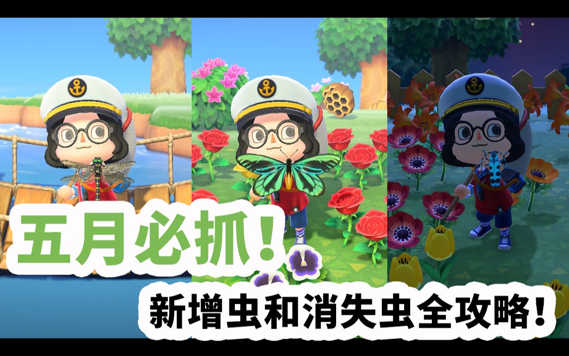 动森 | 五月必抓虫全介绍 出现时间地点价格详解_哔哩哔哩_bilibili