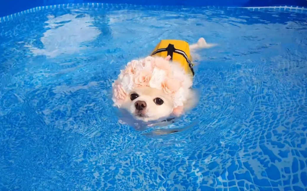 【中字】RuPong一家｜超会游泳的狗狗_哔哩哔哩_bilibili