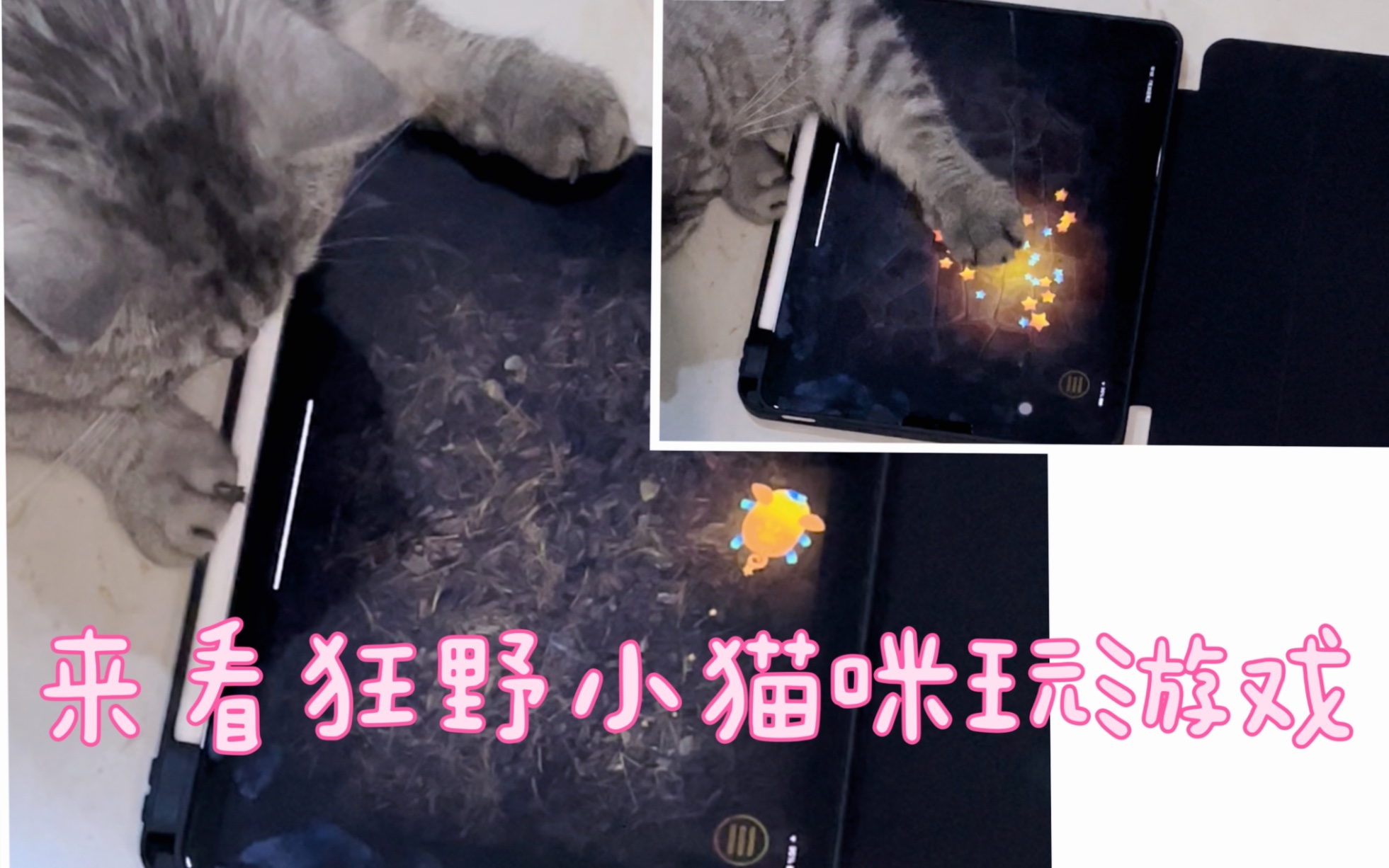 来看狂野小猫咪玩游戏了-Peppy cat_哔哩哔哩_bilibili