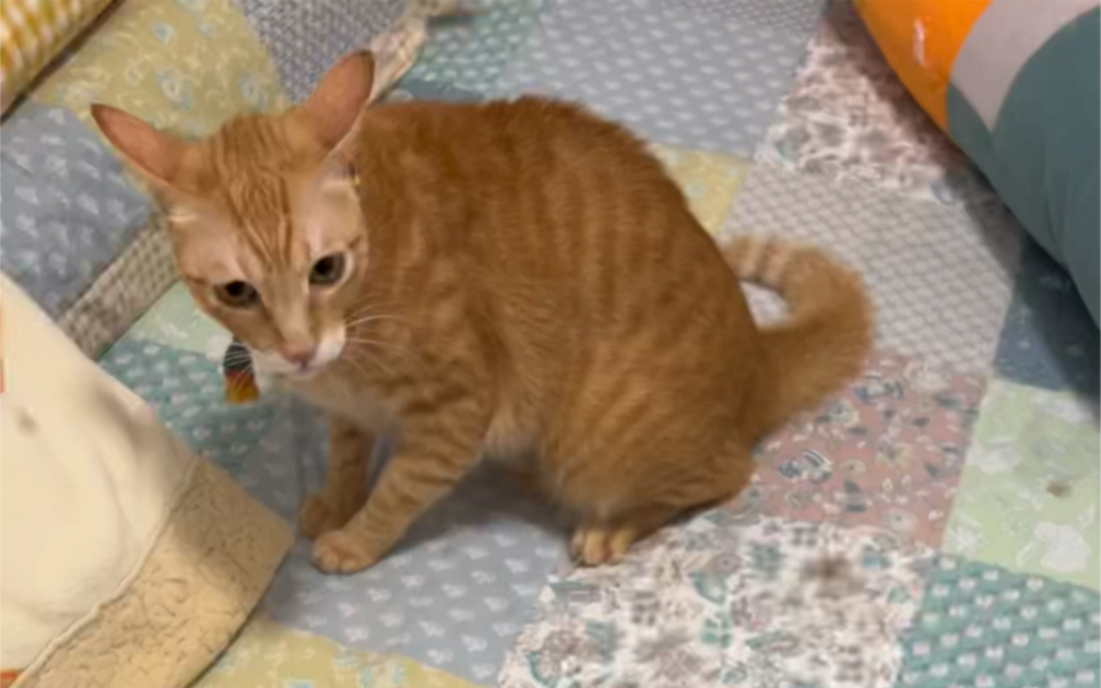 大咪和小咪的日常-好多喵meow-好多喵meow-哔哩哔哩视频