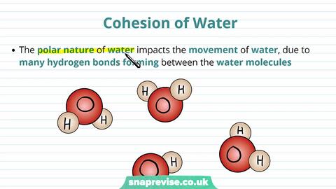 Cohesion Biology