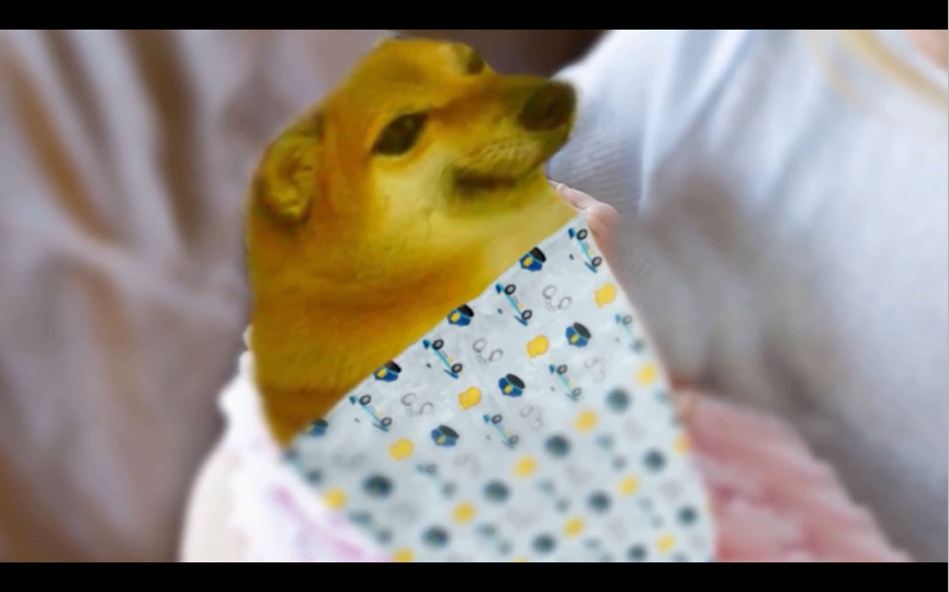 花果山电报chemms