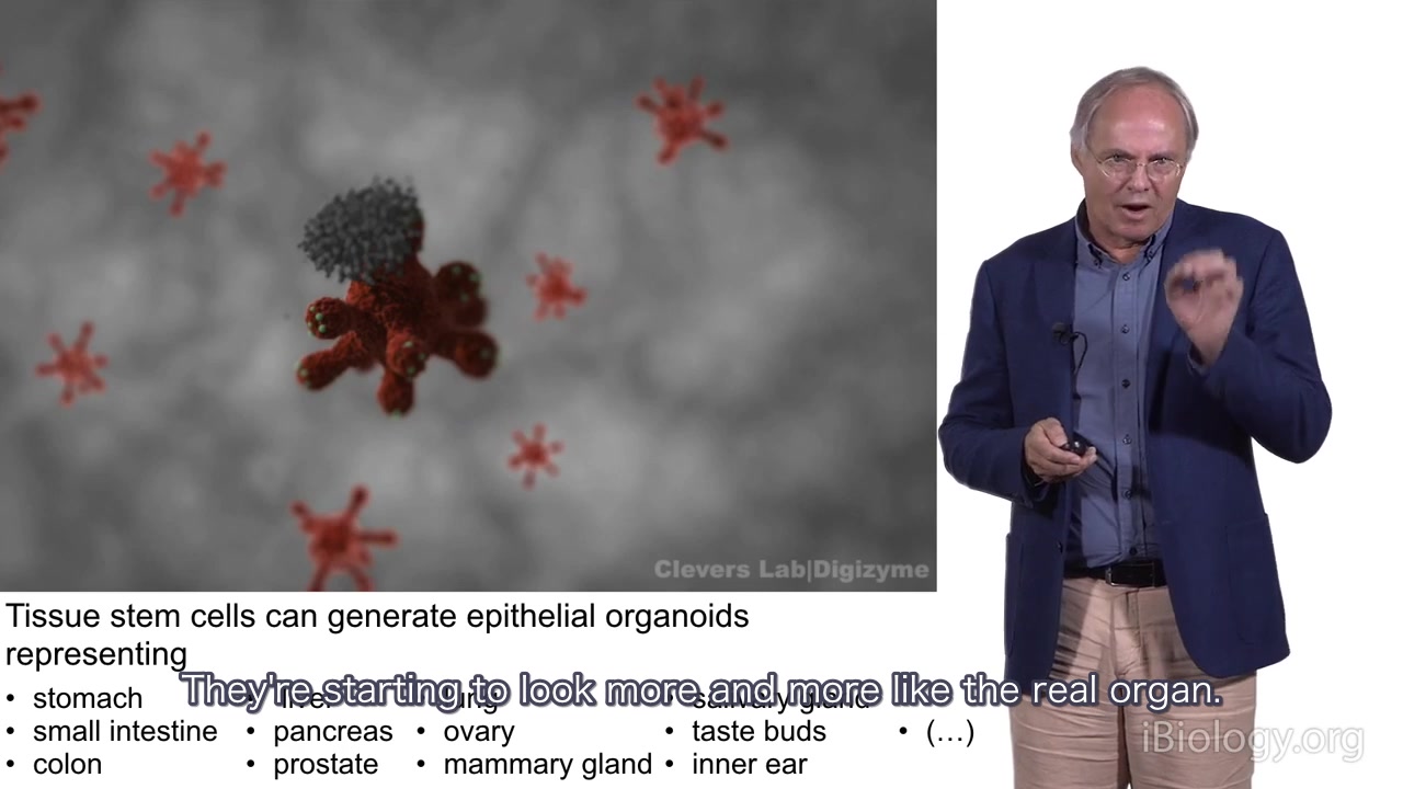 3. Hans Clevers: Organoid Technology for Disease Modeling_哔哩哔哩 (゜-゜)つロ ...