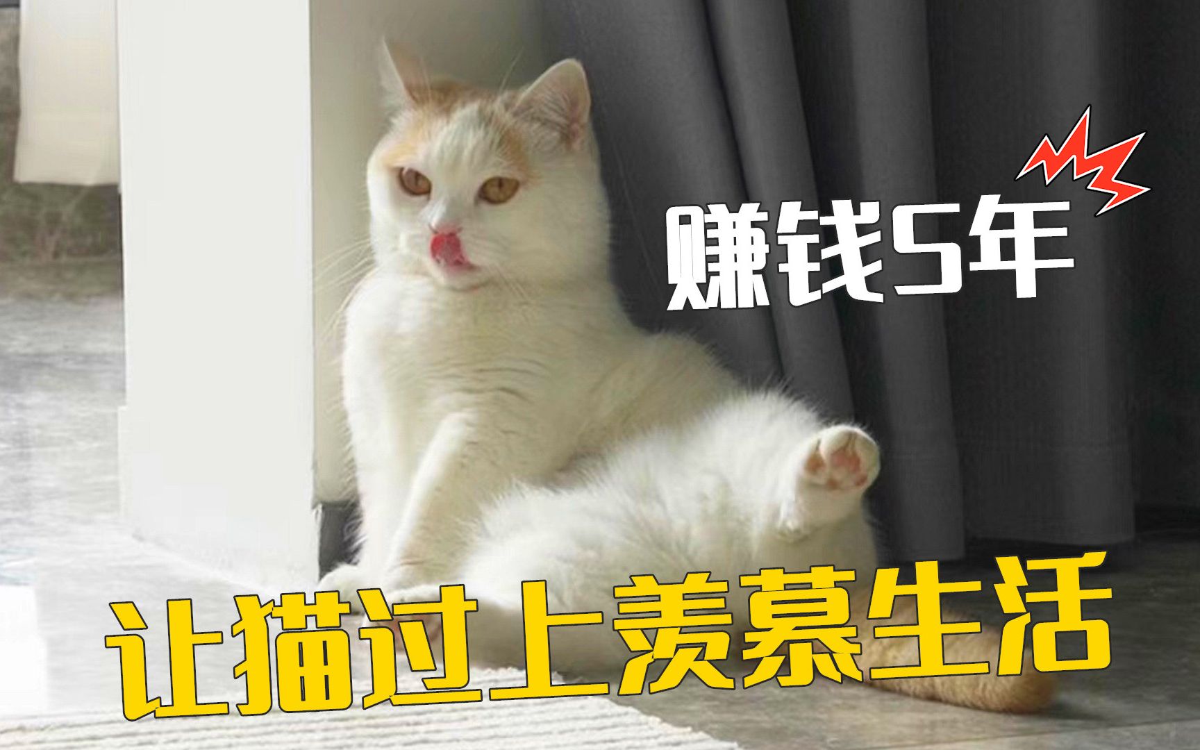 努力赚钱5年，我让猫过上了羡慕的生活！-萌猫宝哥哥-萌猫宝哥哥-哔哩哔哩视频