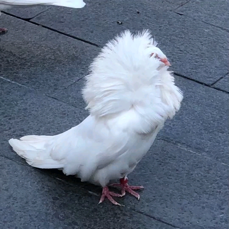 小动物-bxhh--bxhh--哔哩哔哩视频