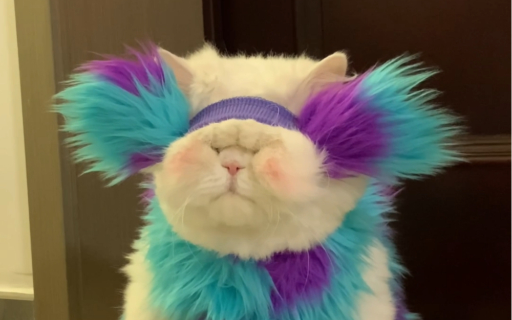 这个宠物头饰，它上上之后我直接笑晕，哈哈哈哈哈哈哈哈哈-球球是只猫--球球是只猫--哔哩哔哩视频