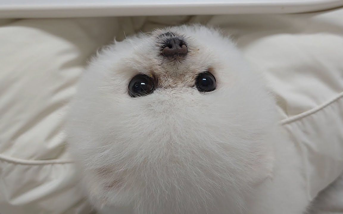 委屈巴巴！在狗狗面前表演零食消失术～-RuPong一家-RuPong一家-哔哩哔哩视频