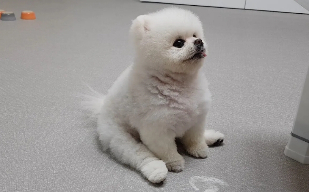 【中字】RuPong一家｜奇迹狗勾之小流氓和小仙女