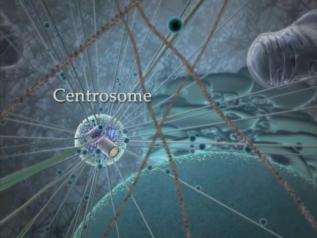 Inner Life Of the Cell (高清版)_哔哩哔哩_bilibili