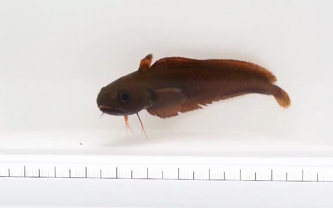 【铃木香里武】日本须褐鳕Physiculus japonicus稚鱼_哔哩哔哩_bilibili