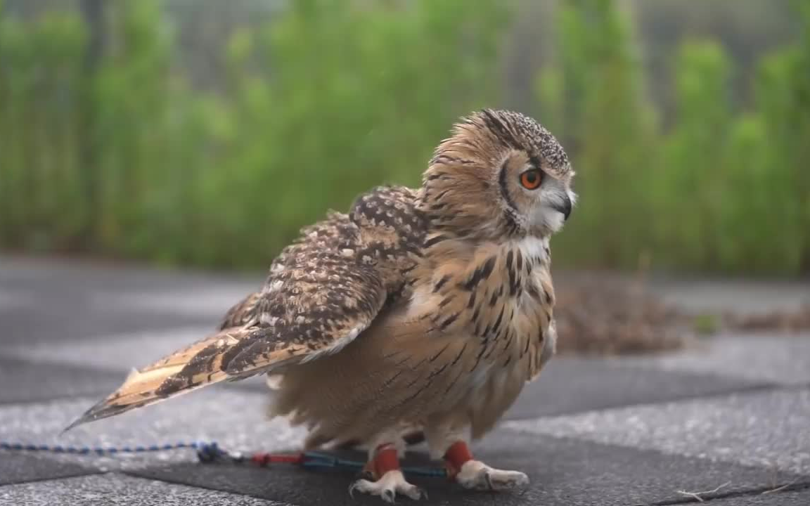 和咕咕鸡一起出去玩耍_哔哩哔哩_bilibili