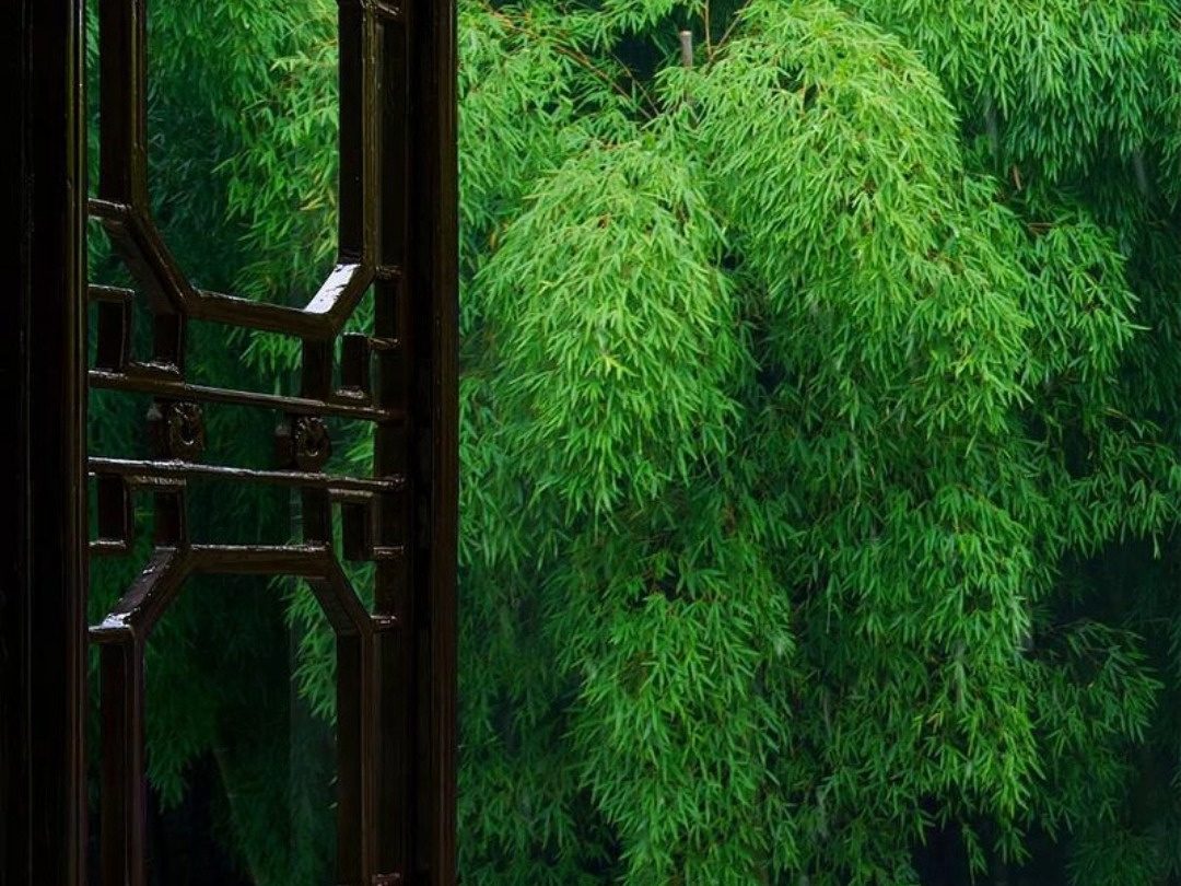 半山听雨》（古琴） - 杨青 ]]-玉阁清影-玉阁清影-哔哩哔哩视频