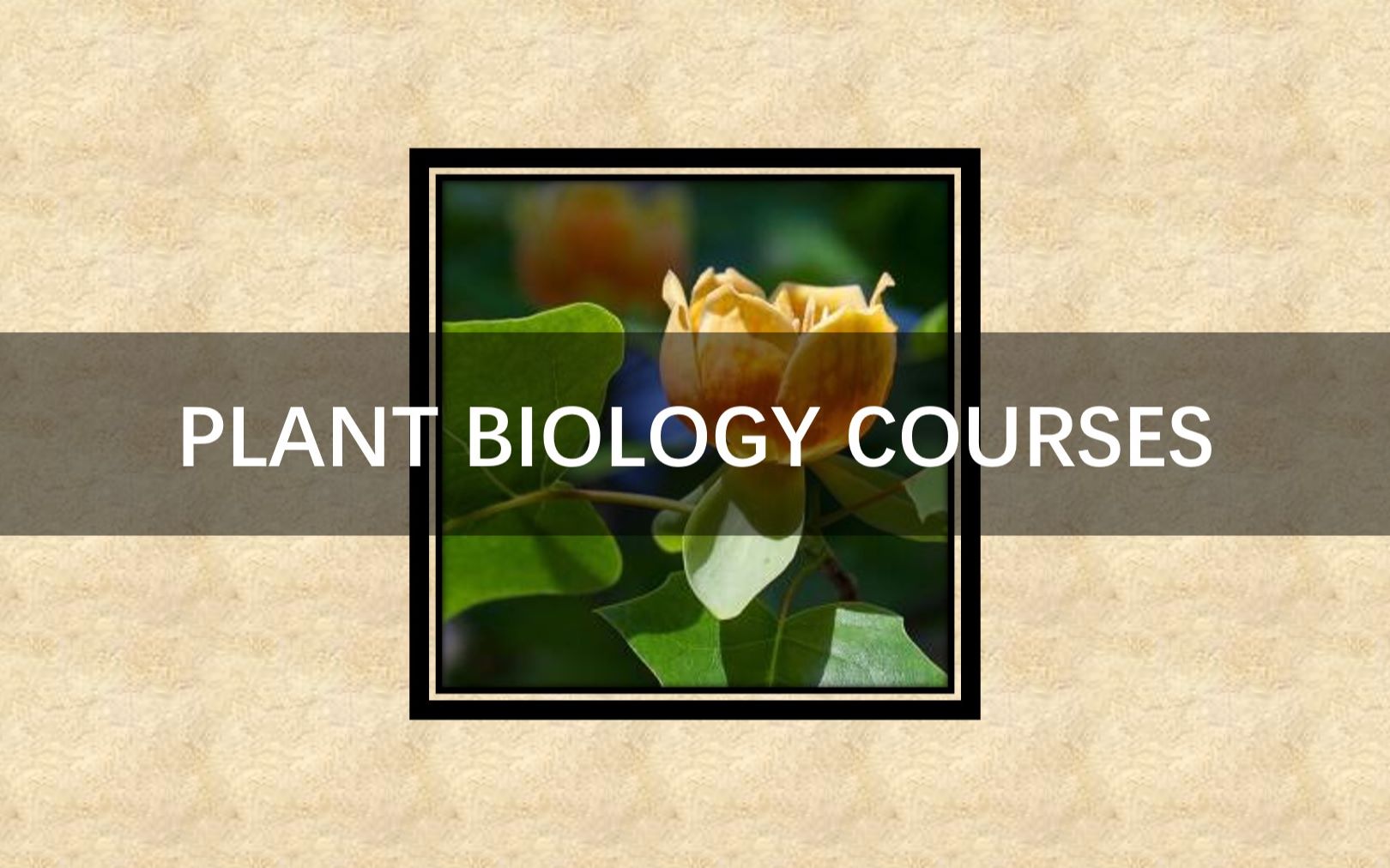 Plant Science - An Introduction to Botany_哔哩哔哩_bilibili