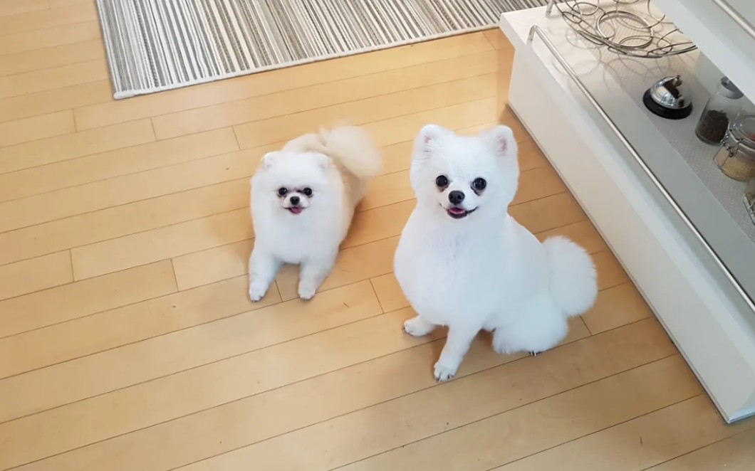 RuPong一家｜因为今天是Rudy的生日，所以看点可爱的东西（甚至是高画质）_哔哩哔哩_bilibili