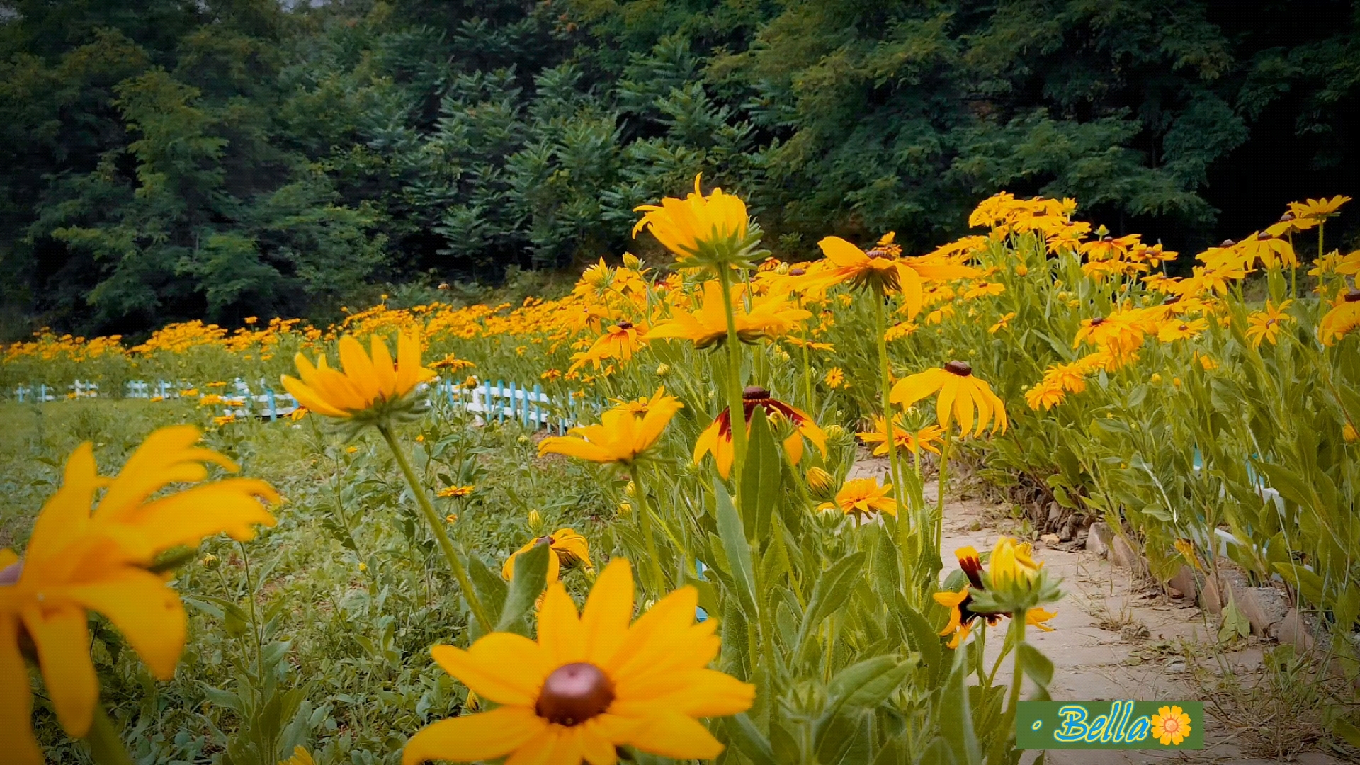 校园分享 | 海大-毕业季盛开的野菊花🌸-Bella--K-Bella--K-哔哩哔哩视频