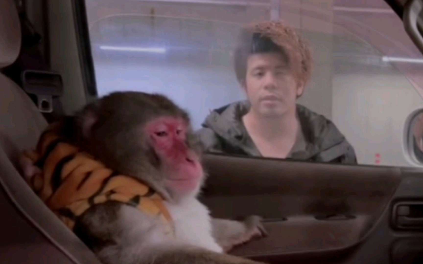 【音乐】给猴子听的音乐[Monkey Type Beat ft. Monke]