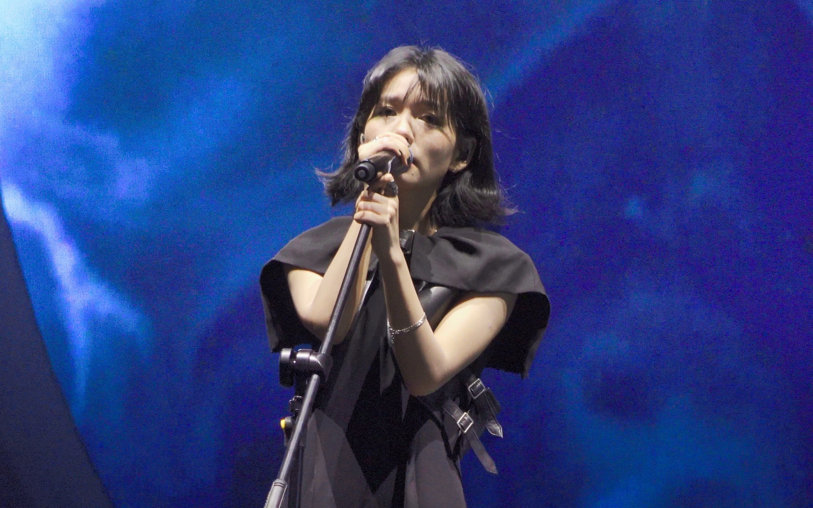 房东的猫七周年《愿你有故乡》