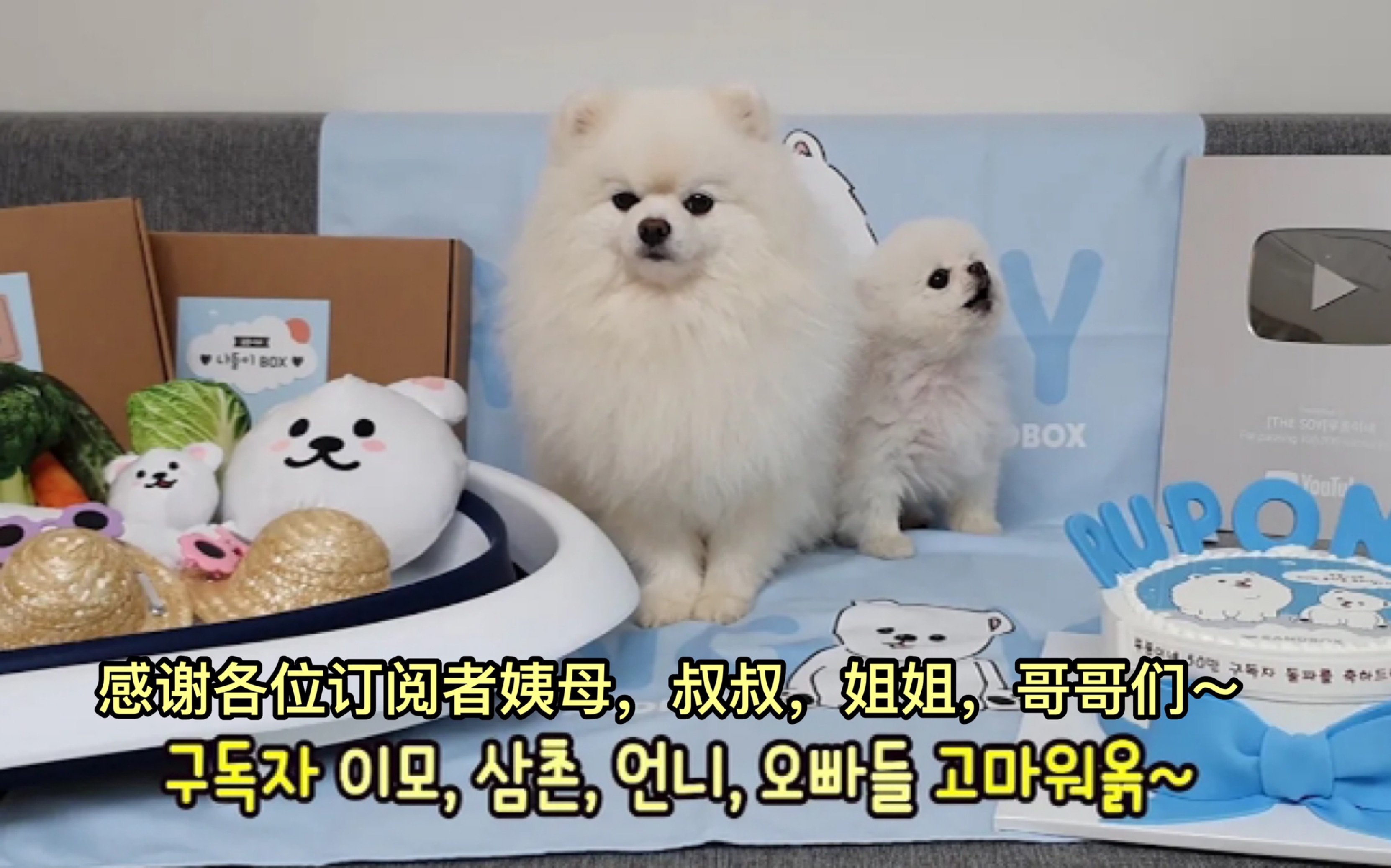 【中字】RuPong一家｜终于收到了梦寐以求的小银牌啦｜狗狗礼物开箱_哔哩哔哩_bilibili