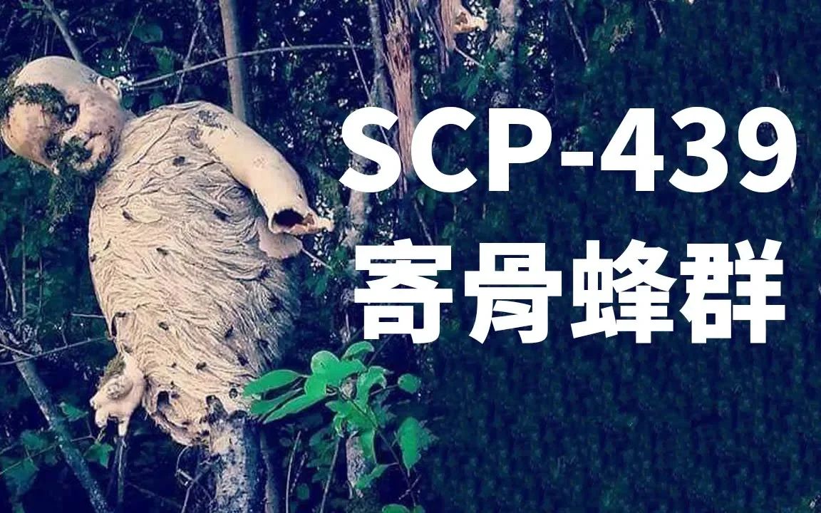 【SCP基金会】SCP 439 寄骨蜂群-某不存在的配音团-某不存在的配音团-哔哩哔哩视频