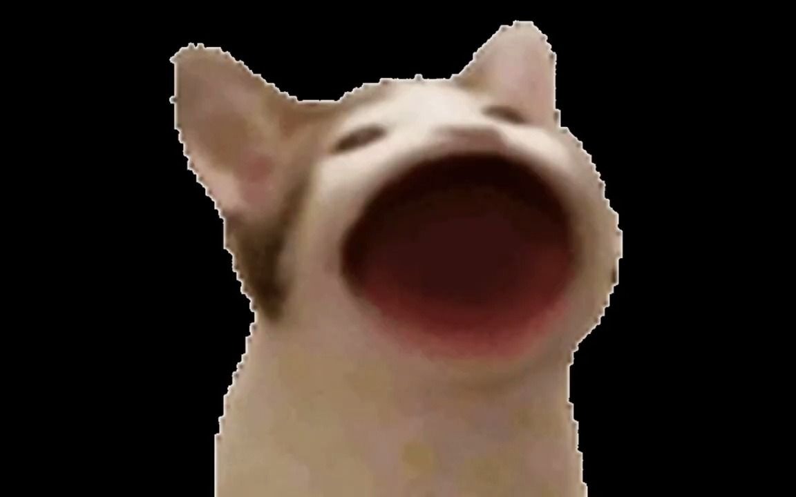 【POPO猫1小时】_哔哩哔哩_bilibili